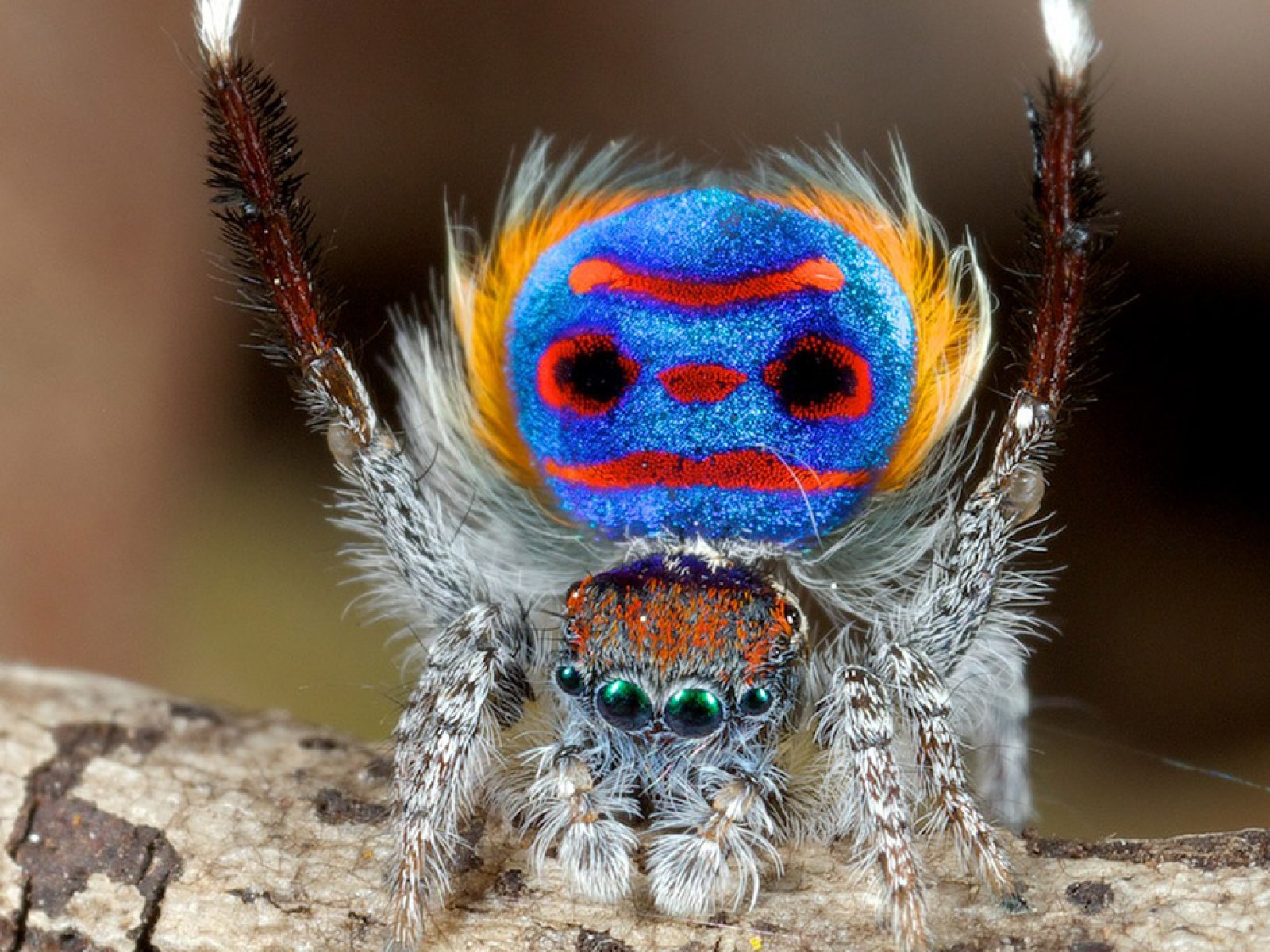 Meet the Sparklemuffin: The Showstopper of the Spider World