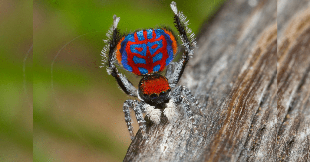 Meet the Sparklemuffin: The Showstopper of the Spider World