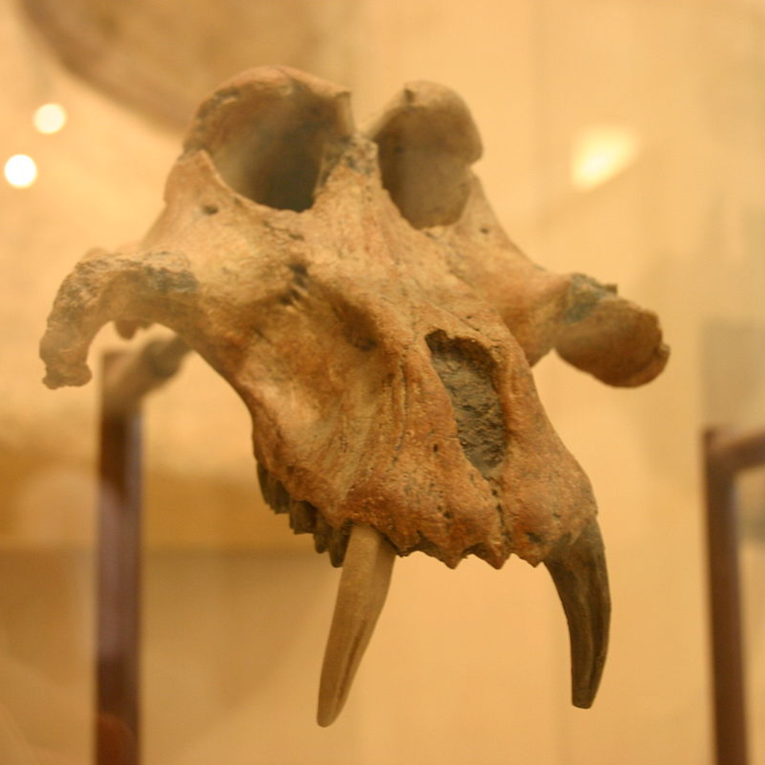 Dinopithecus: The Terrifying Prehistoric Ape That Roamed South Africa ...